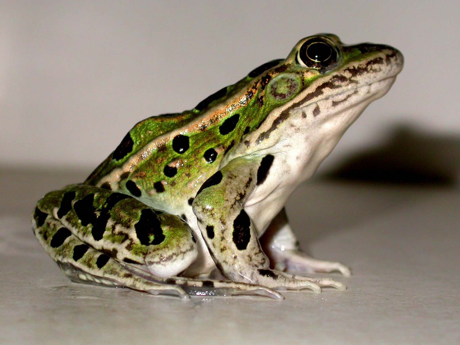 Behind the Spots: Delving into the Intriguing Sex Life of the Unique ...